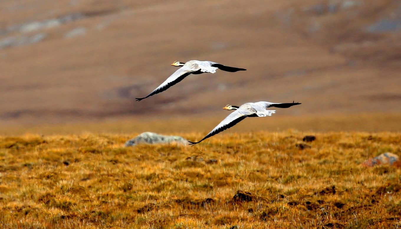 Awe-inspiring Tibet Bird Tour: Explore Majestic Mountains and Diverse ...