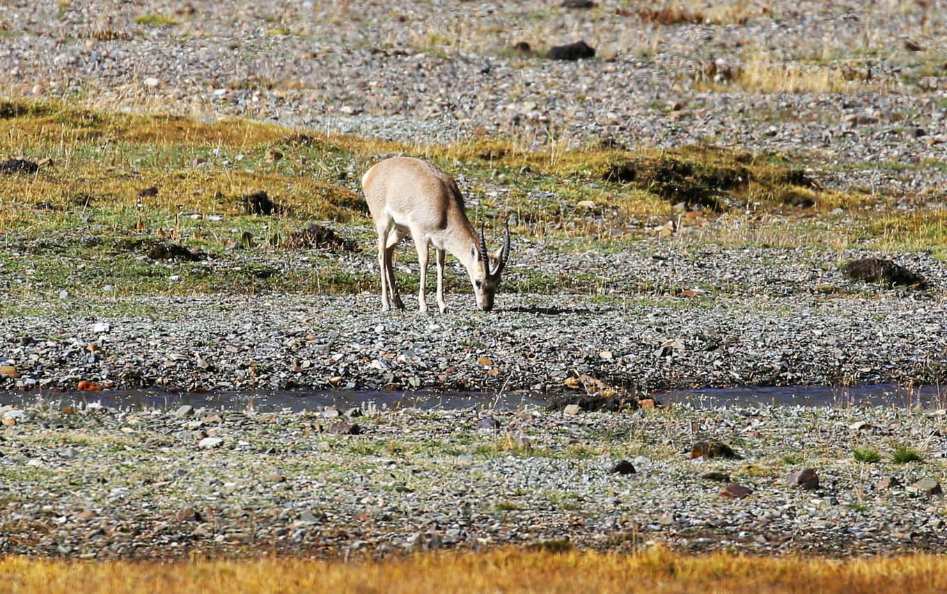 Paradise for Wild life - Tibet - Unique to Himalayan Plateau