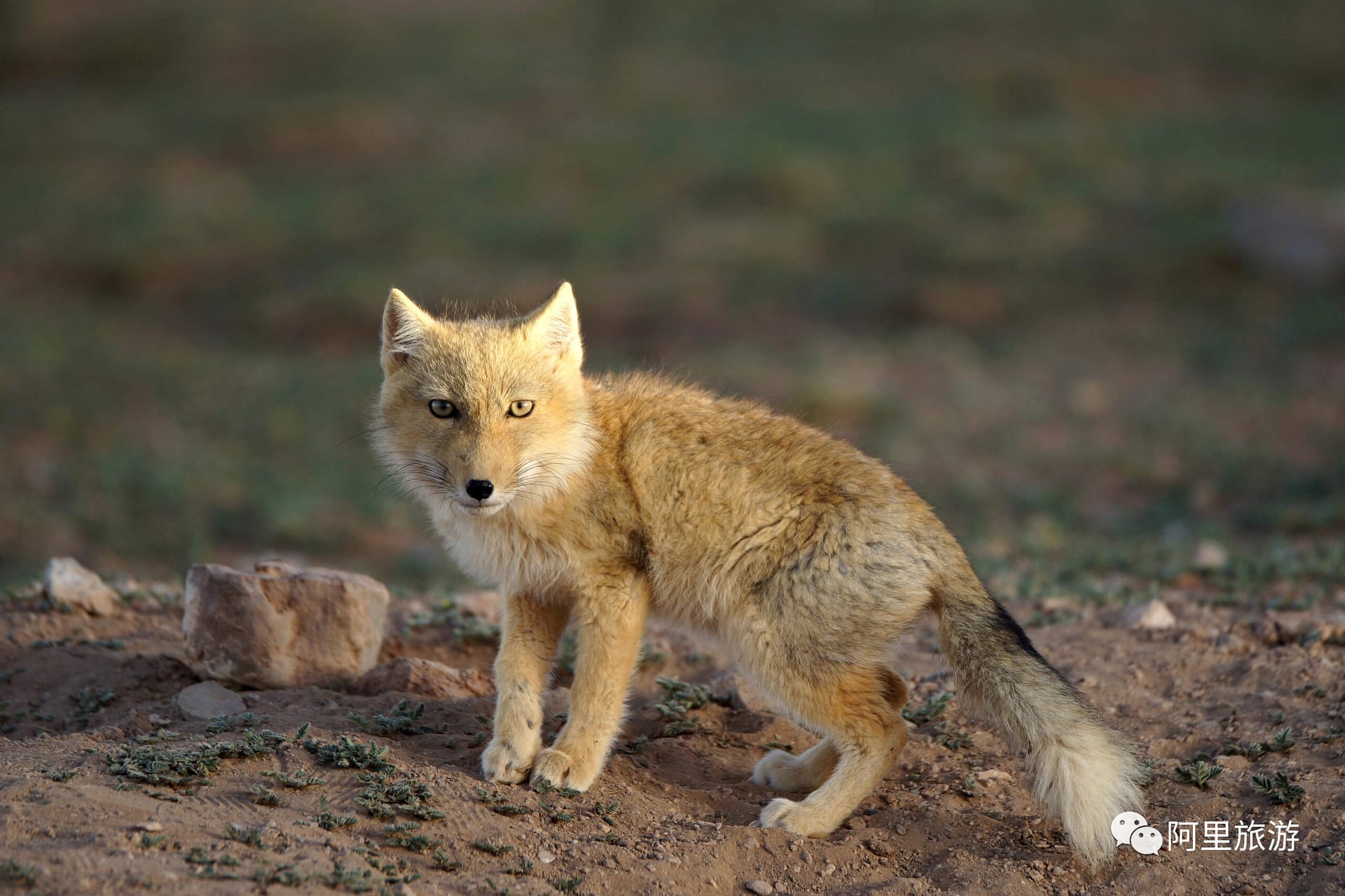 the Tibetan Fox: a Comical Appearance and Unique Adaptations